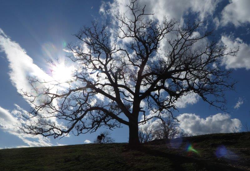 Contact – Green Meadows Stables